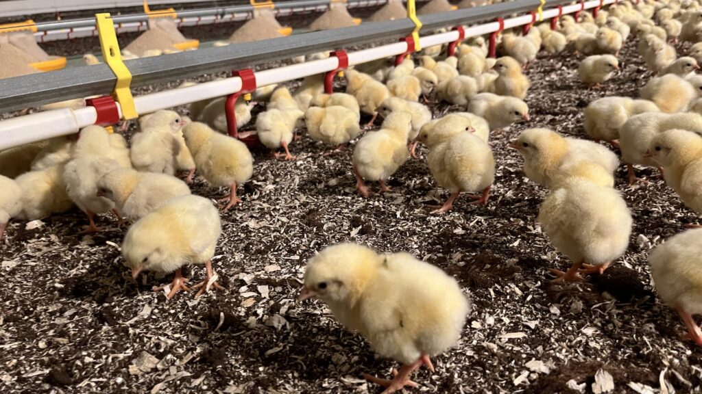 Poultry bedding | Spanvall